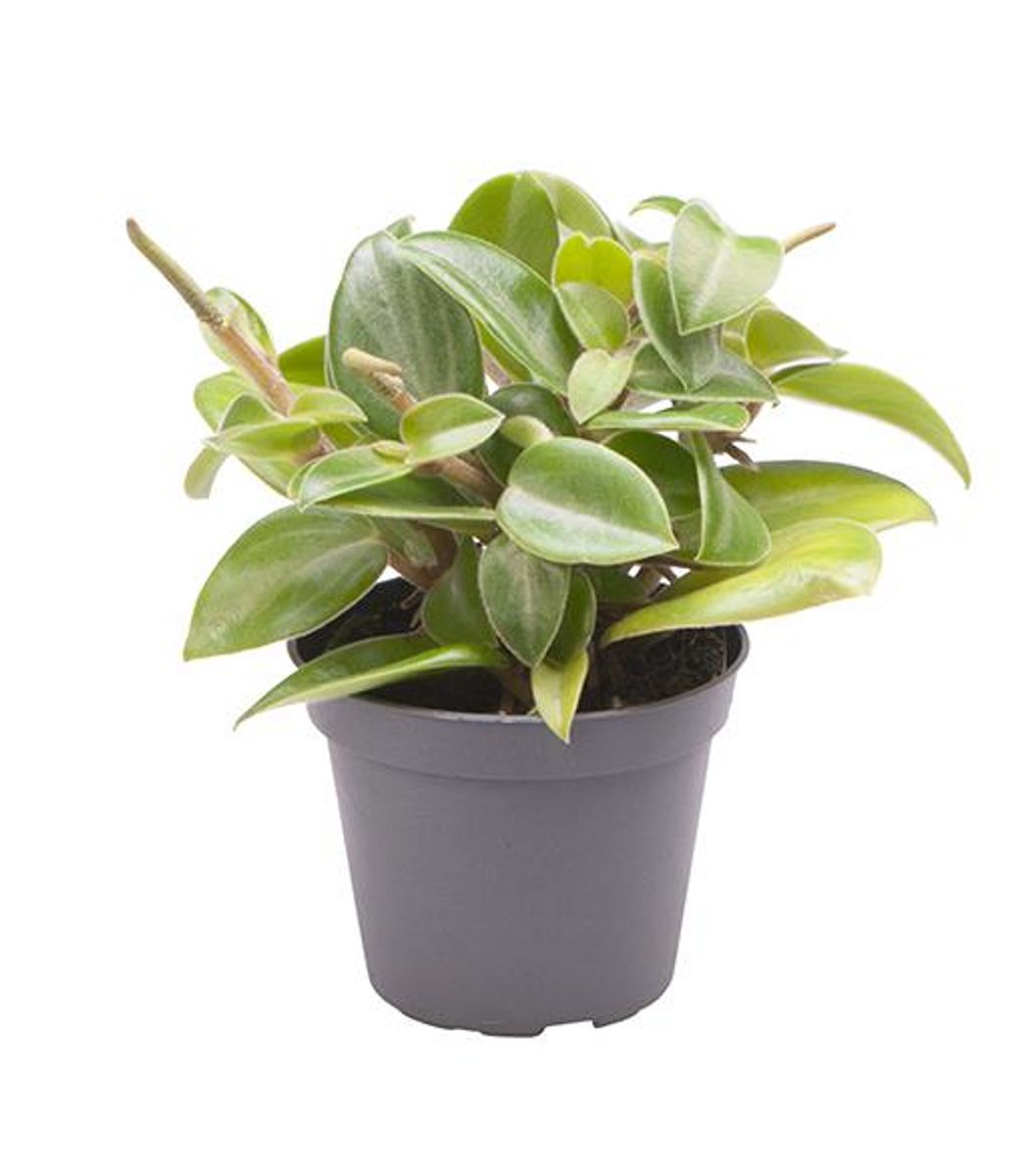 Peperomia 'Pixie' — Plant Wholesale FlorAccess