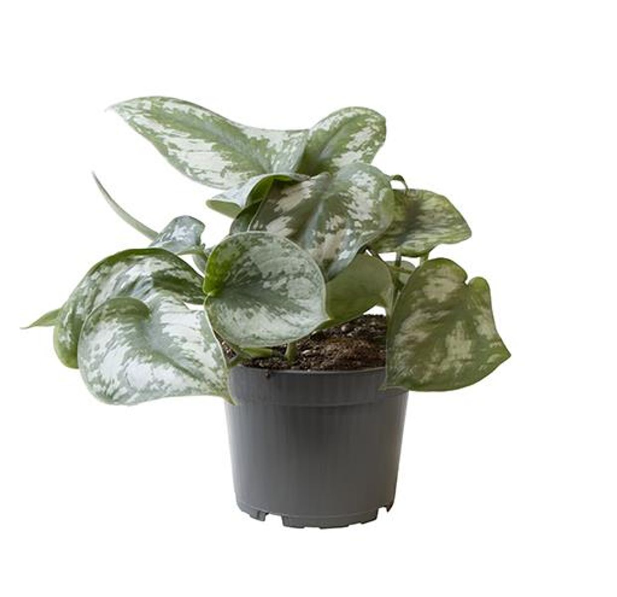 Philodendron scandens 'Pictus' — Plant Wholesale FlorAccess