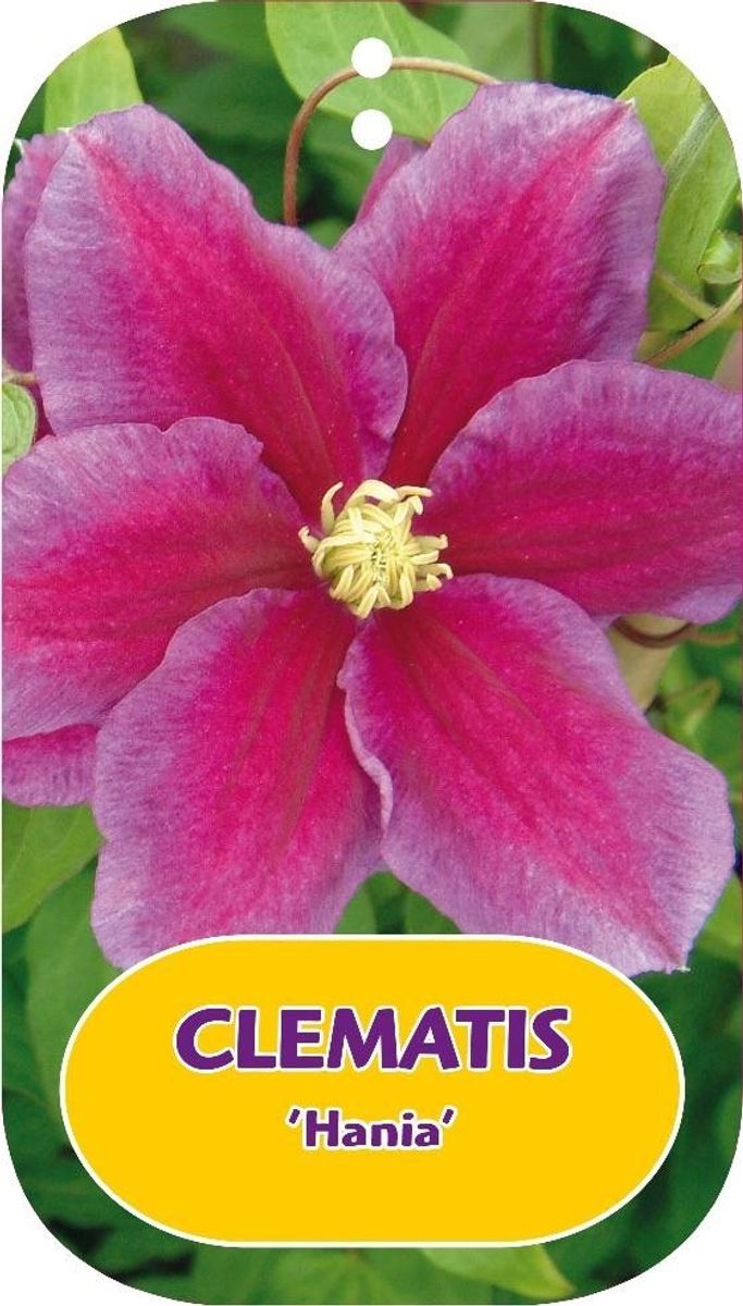 Clematis 'Hania' (LL) — Plant Wholesale FlorAccess