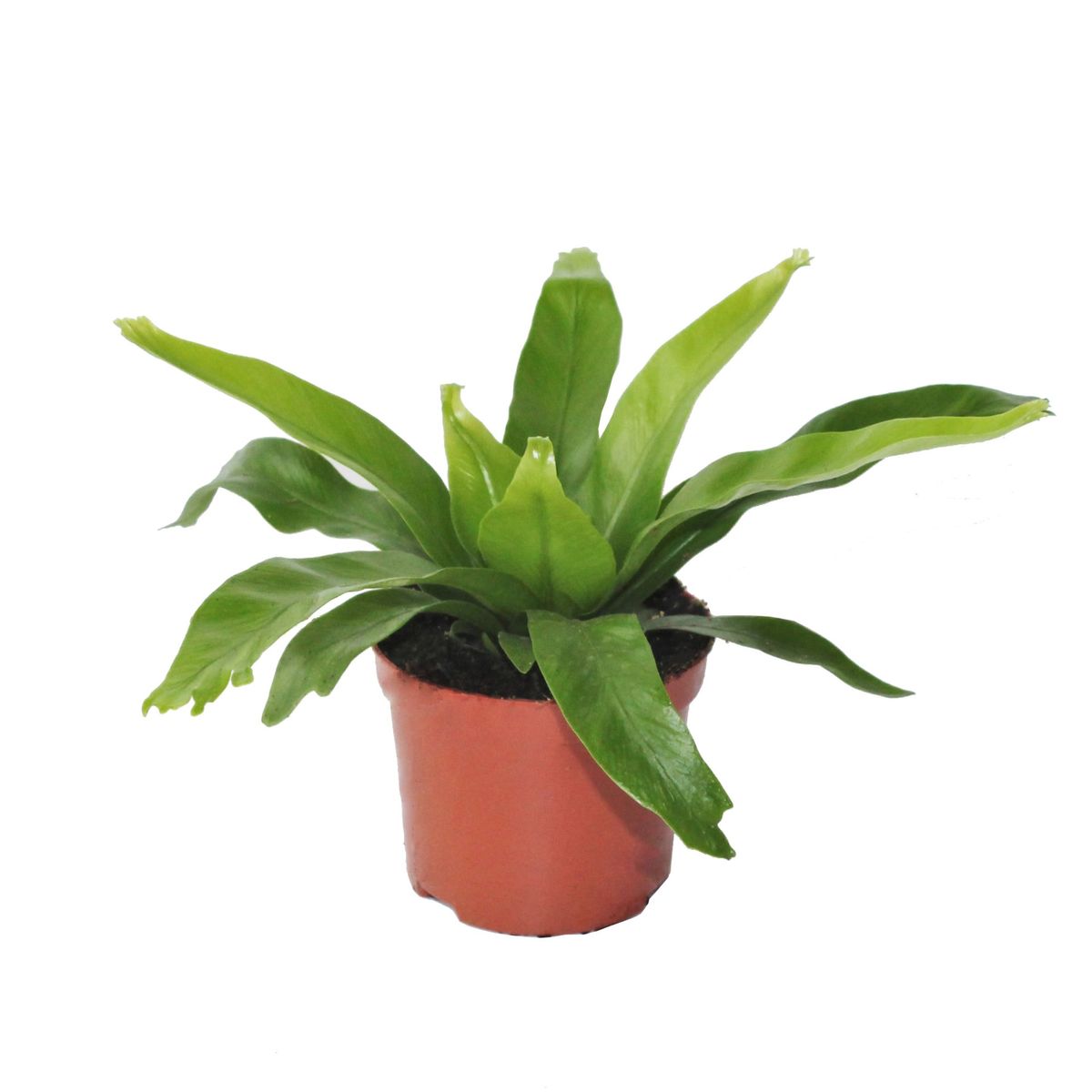 Asplenium nidus 'Crissie' — Plant Wholesale FlorAccess