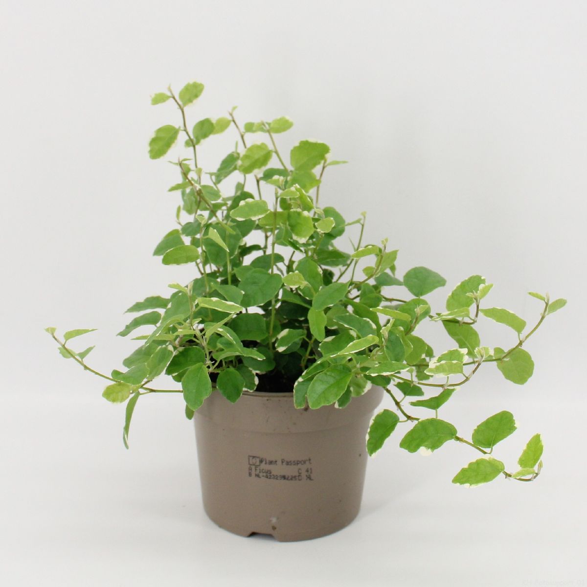 Ficus pumila 'White Sunny' — Рослини оптом FlorAccess