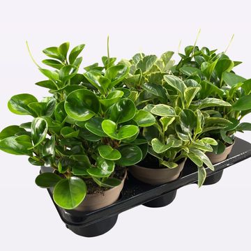 Peperomia obtusifolia MIX — Plant Wholesale FlorAccess
