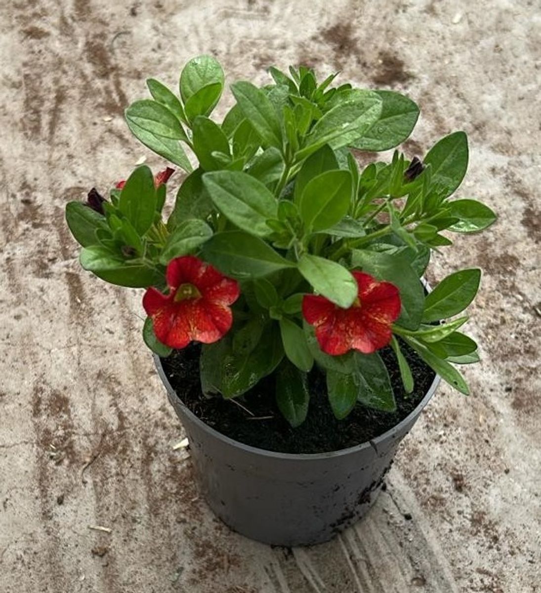 Calibrachoa CABARET ORANGE — Plant Wholesale FlorAccess
