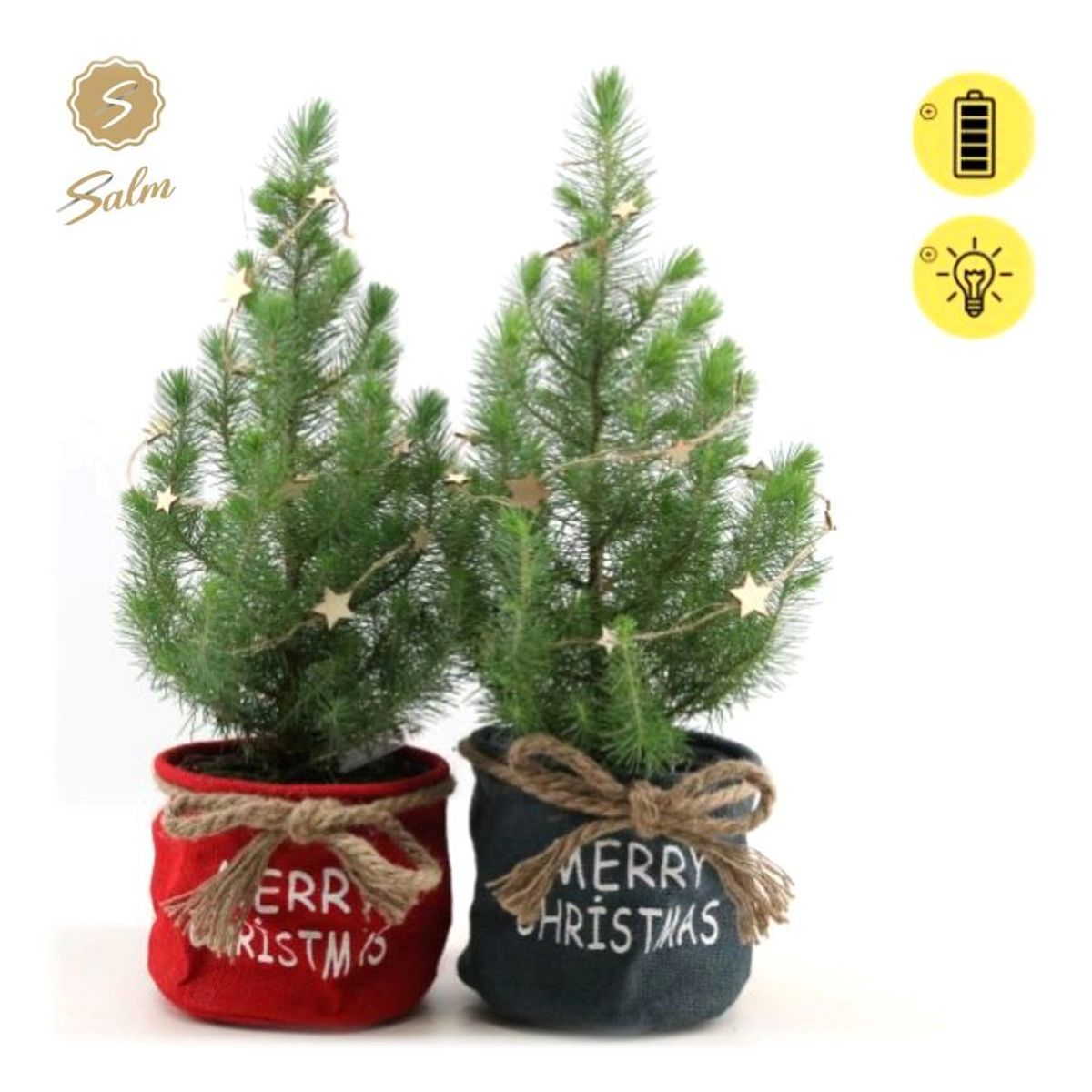 Pinus pinea 'Silver Crest' — Plant Wholesale FlorAccess