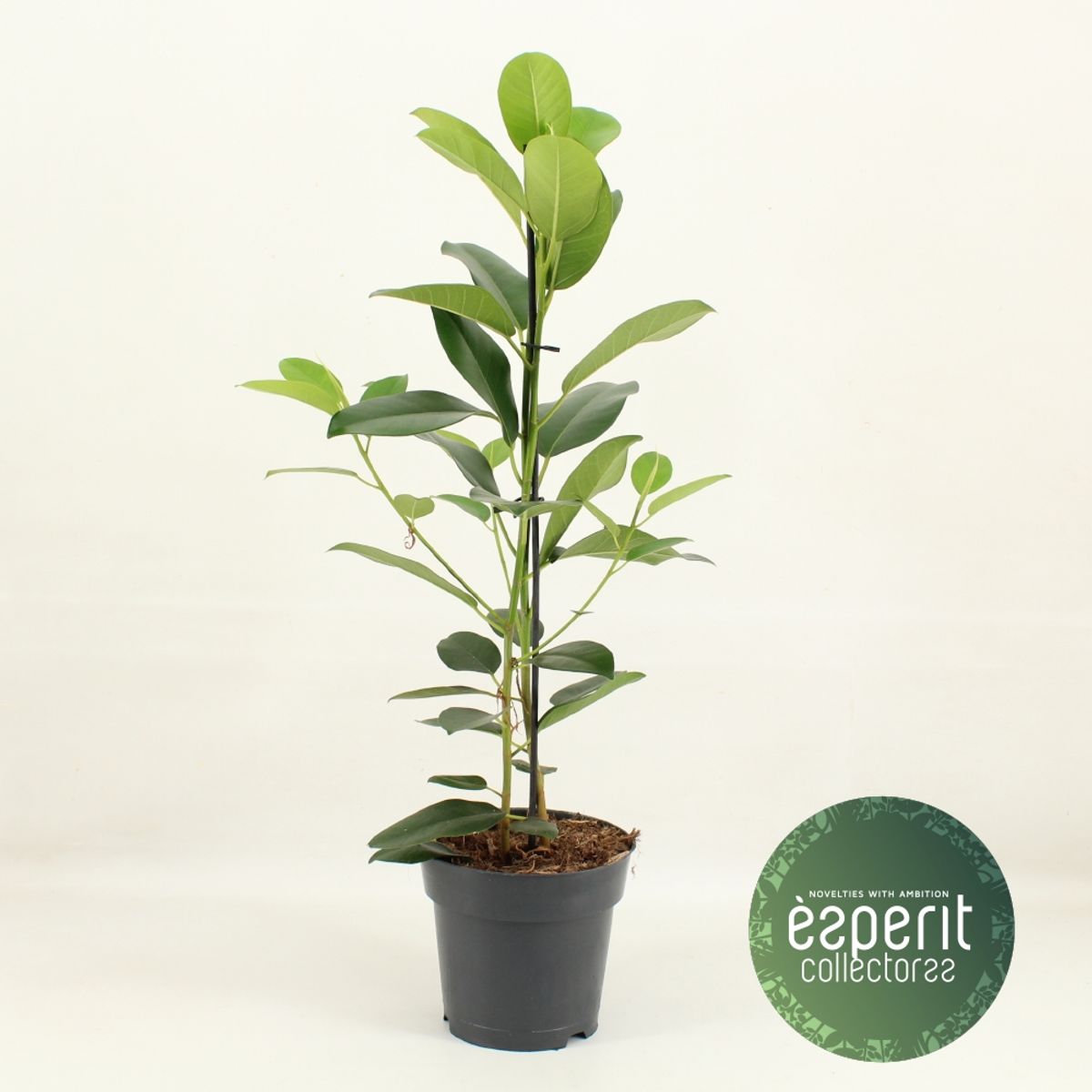 Ficus microcarpa 'Fuji' — Plant Wholesale FlorAccess
