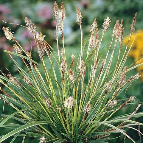 Carex morrowii 'Variegata' — Plant Wholesale FlorAccess