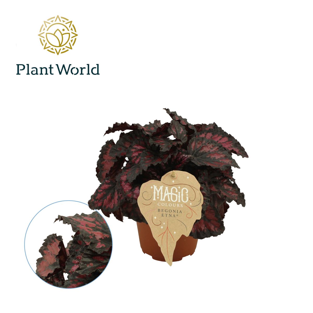 Begonia MAGIC COLOURS ETNA — Plant Wholesale FlorAccess