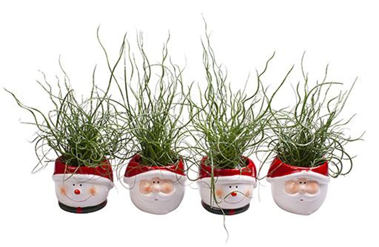 Juncus effusus spiralis — Plant Wholesale FlorAccess