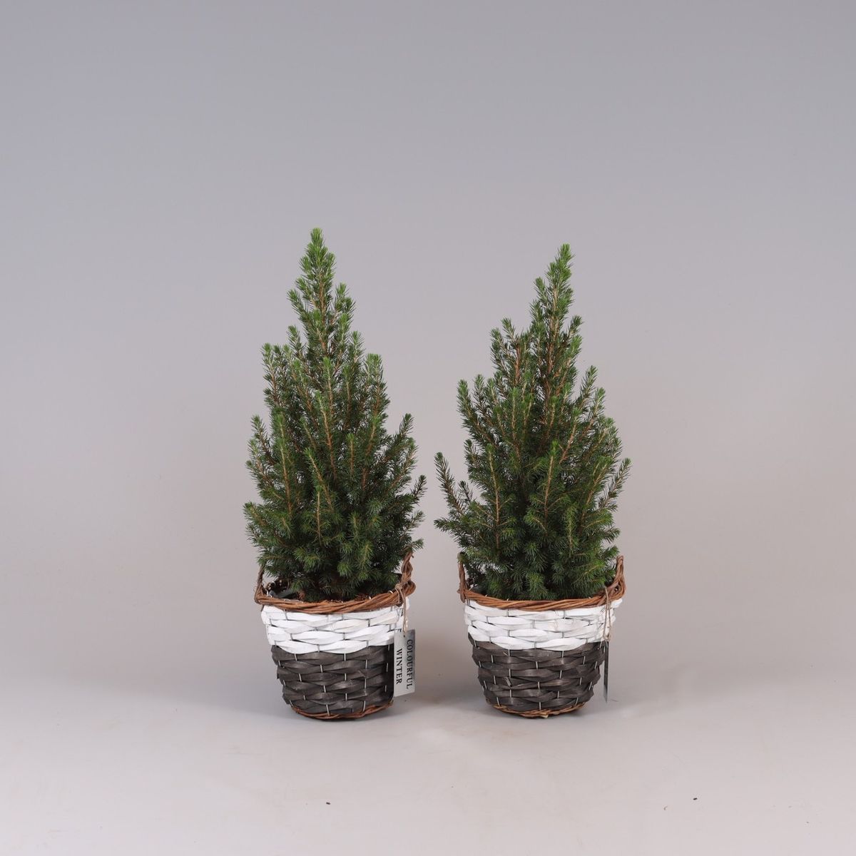Picea glauca 'Conica' — Plant Wholesale FlorAccess