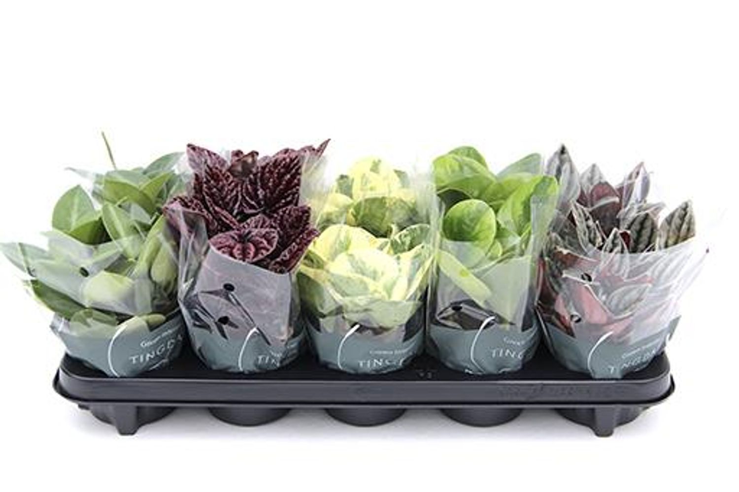 Peperomia MIX — Plant Wholesale FlorAccess