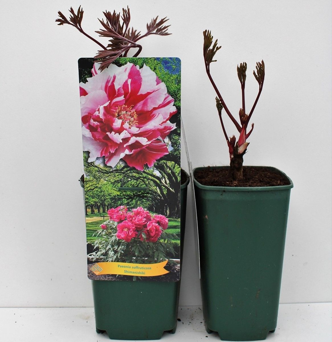 Paeonia suffruticosa 'Shima-nishiki' — Plant Wholesale FlorAccess