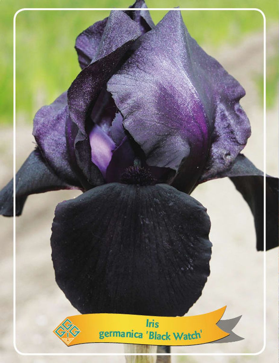 Iris 'Black Watch' — Plant Wholesale FlorAccess