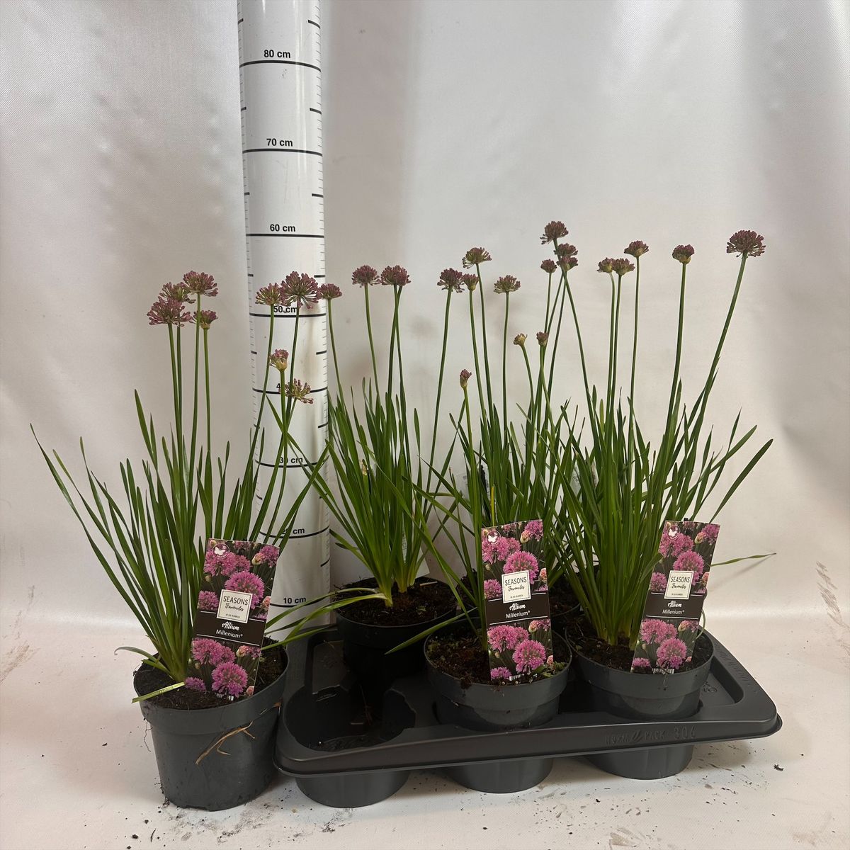 Allium 'Millenium' — Plant Wholesale FlorAccess