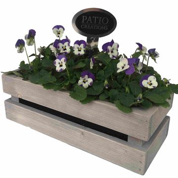 Arrangement Viola — Plant Wholesale FlorAccess