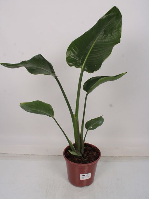 Strelitzia nicolai — Plant Wholesale FlorAccess
