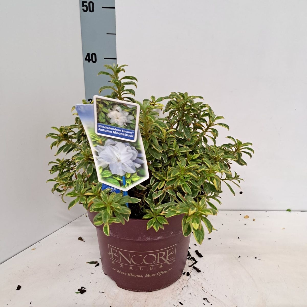 Rhododendron ENCORE AUTUMN MOONSTRUCK — Hurtownia roślin FlorAccess