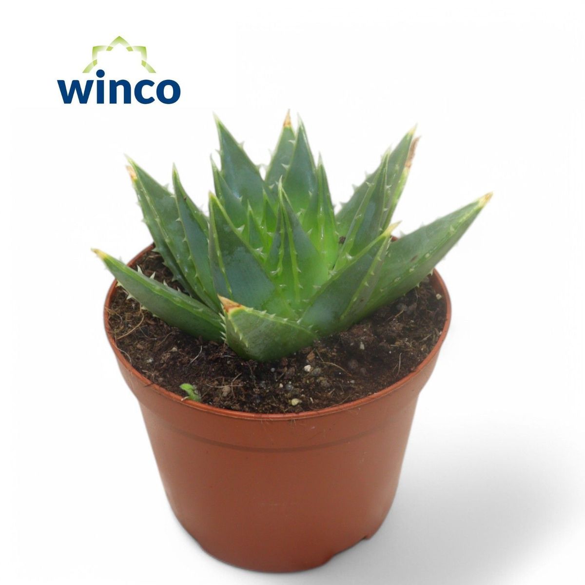 Aloe polyphylla — Plant Wholesale FlorAccess