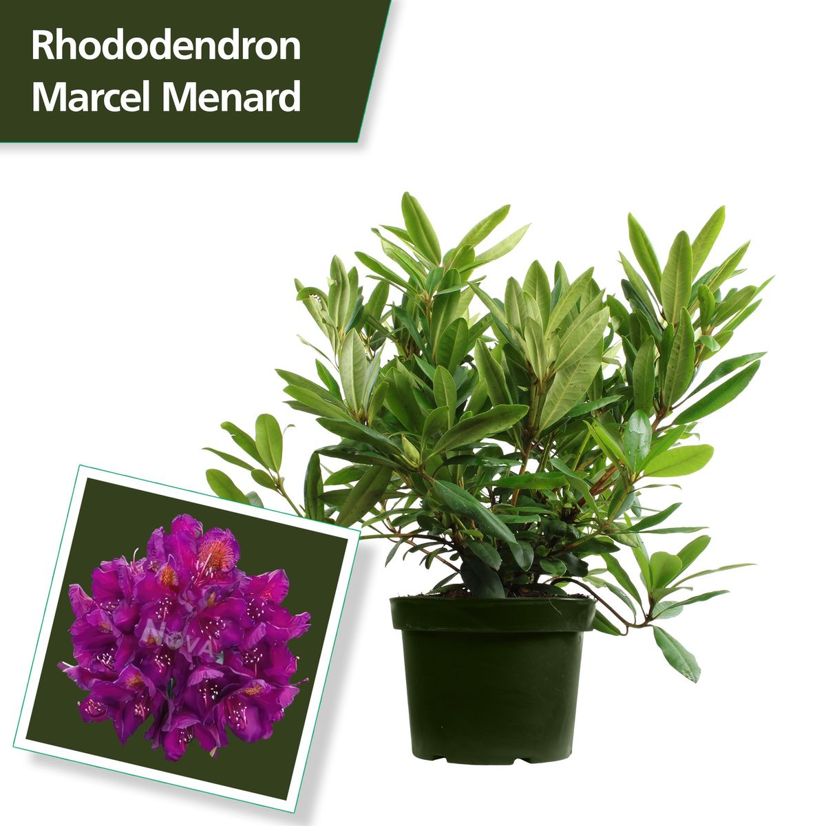 Rhododendron 'Marcel Menard' — Plant Wholesale FlorAccess