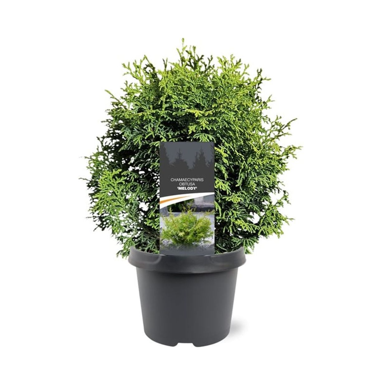 Chamaecyparis obtusa 'Melody' — Plant Wholesale FlorAccess