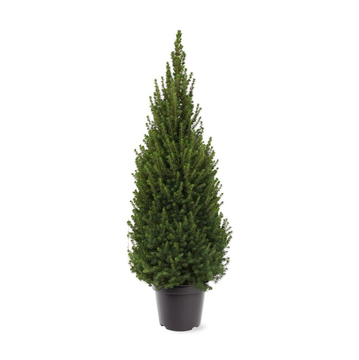 Picea glauca PERFECTA — Plant Wholesale FlorAccess