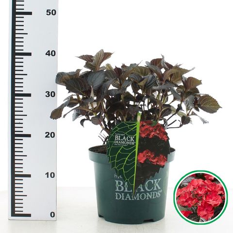 Hydrangea macrophylla AFTER MIDNIGHT — Groothandel in planten FlorAccess