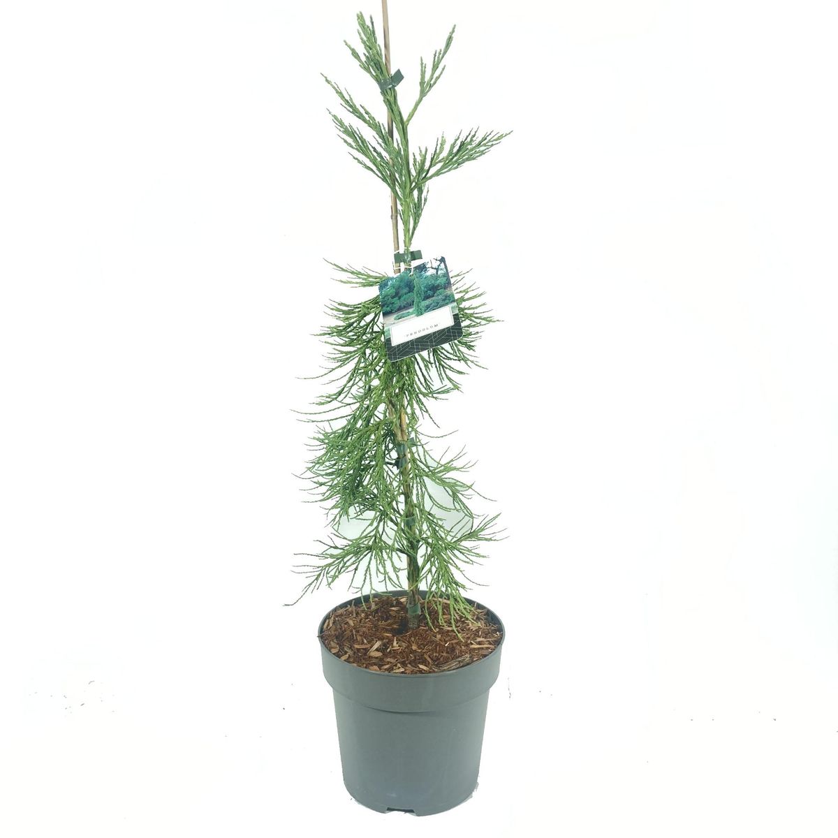 Sequoiadendron giganteum 'Pendulum' — Plant Wholesale FlorAccess