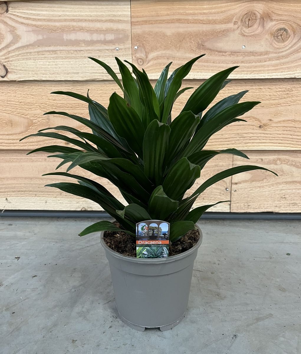 Dracaena fragrans 'Compacta' — Plant Wholesale FlorAccess