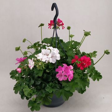Pelargonium MARCADA MIX IN POT — Plant Wholesale FlorAccess