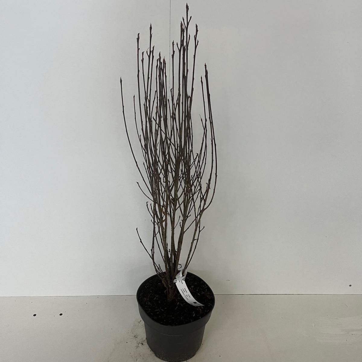 Frangula alnus FINE LINE — Plant Wholesale FlorAccess