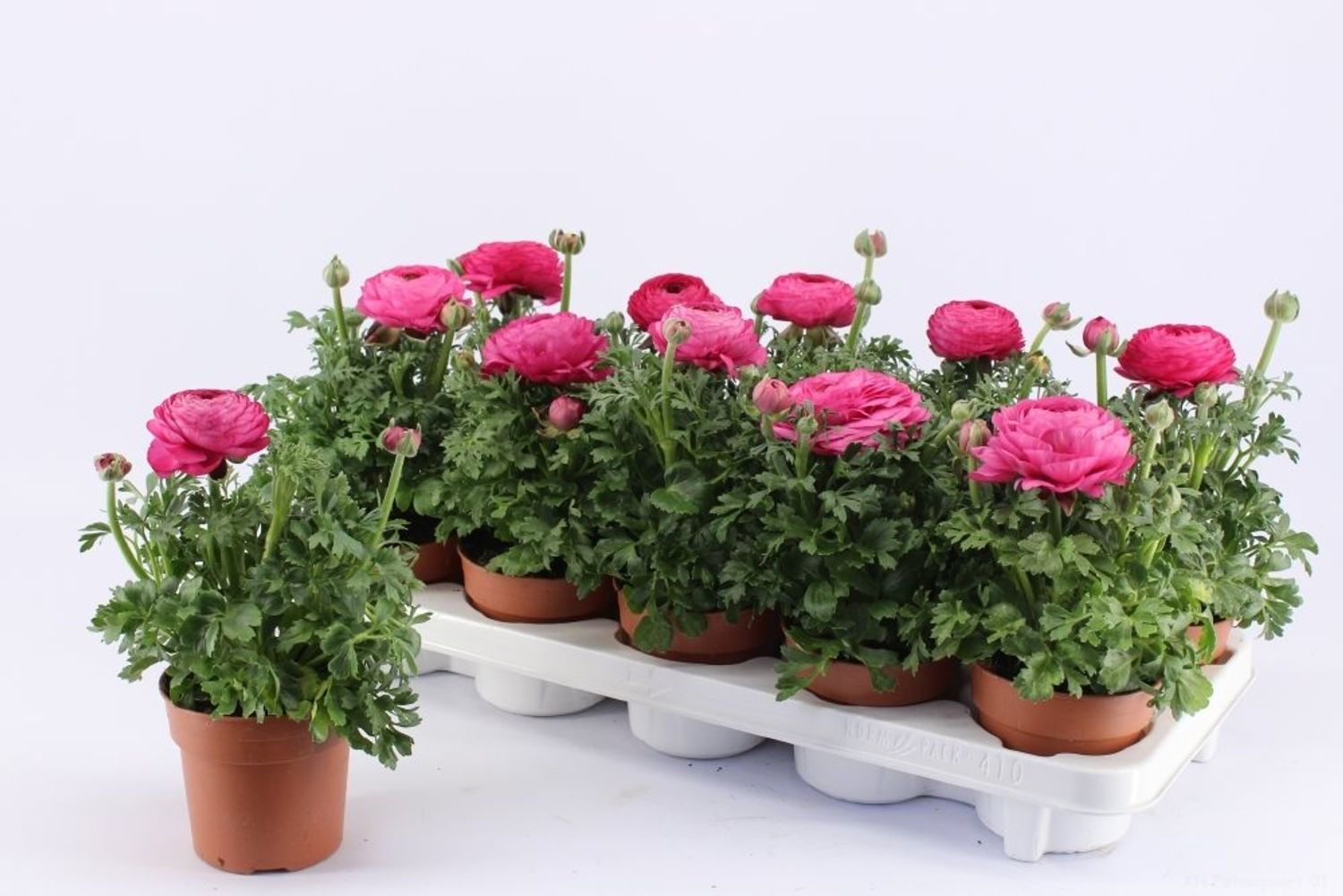 Ranunculus asiaticus 'Sprinkles Pink' — Plant Wholesale FlorAccess