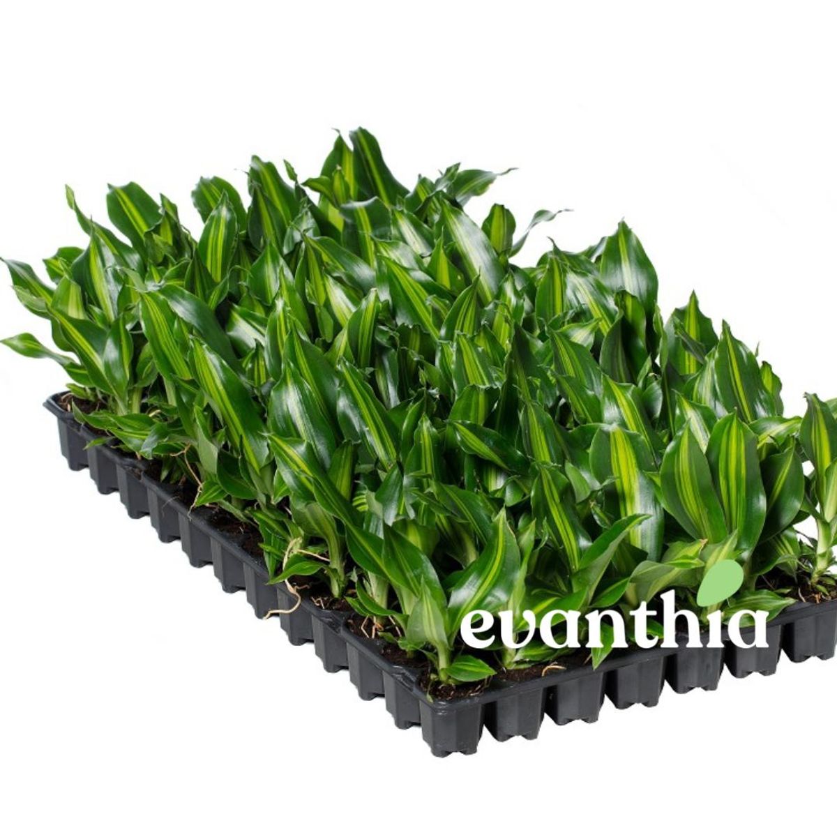Dracaena fragrans BURLEY — Plant Wholesale FlorAccess
