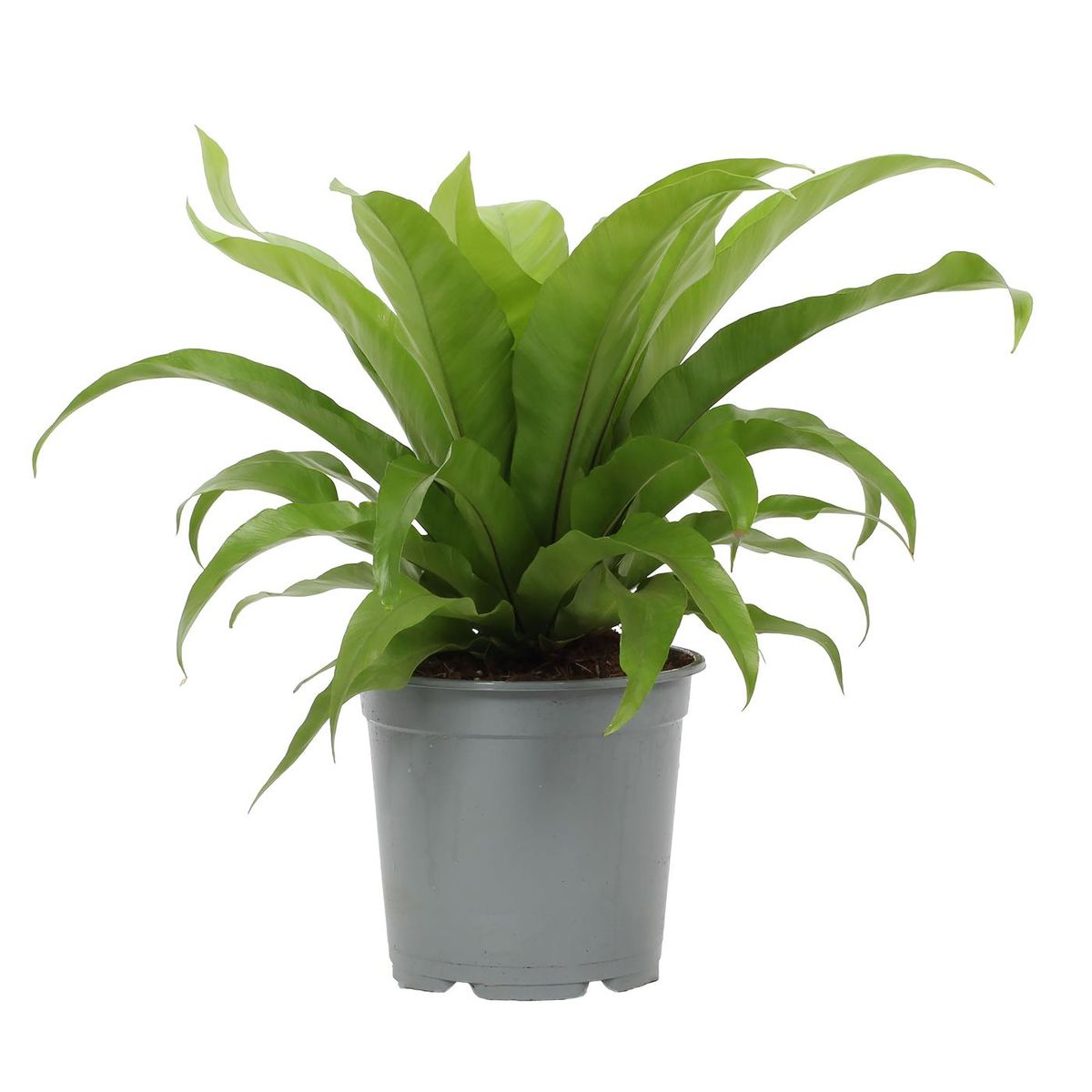 Asplenium antiquum — Plant Wholesale FlorAccess