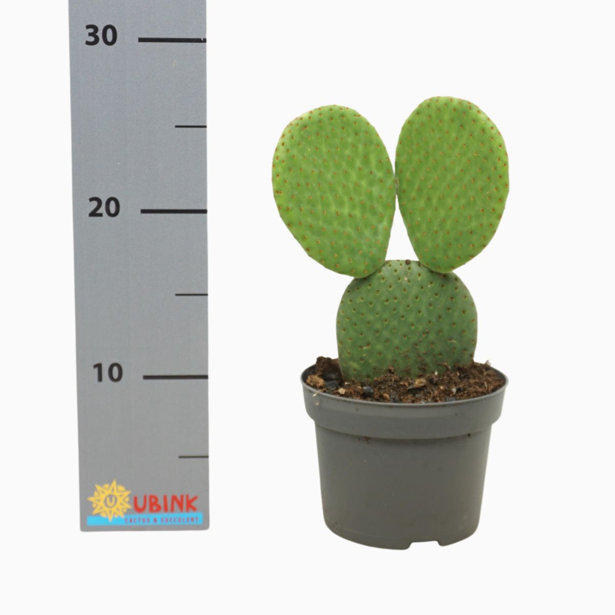 Opuntia microdasys inermis — Plant Wholesale FlorAccess