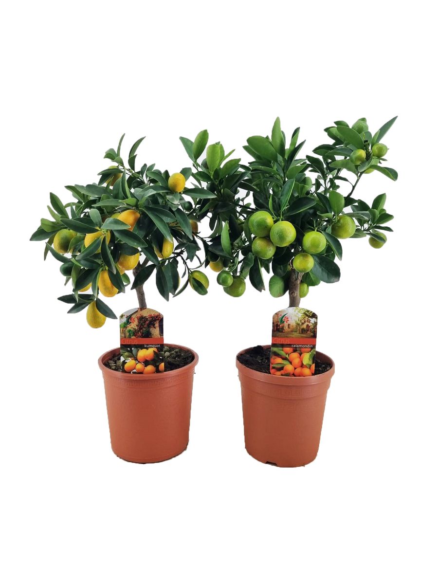 Citrus MIX — Plant Wholesale FlorAccess