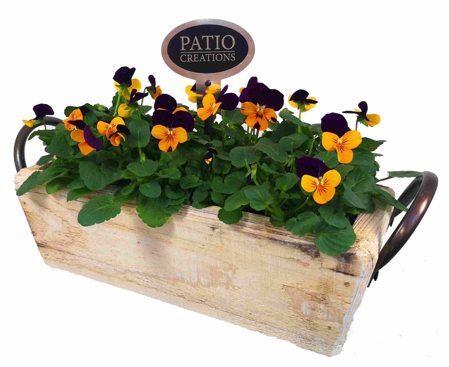 Arrangement Viola — Plant Wholesale FlorAccess