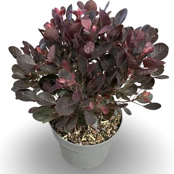 Cotinus coggygria 'Lilla' — Plant Wholesale FlorAccess