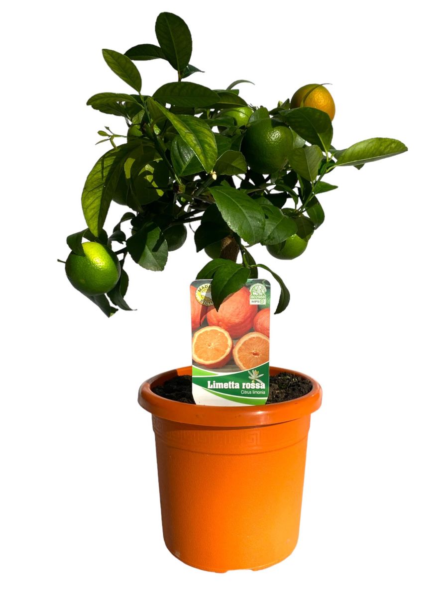 Citrus limetta — Plant Wholesale FlorAccess