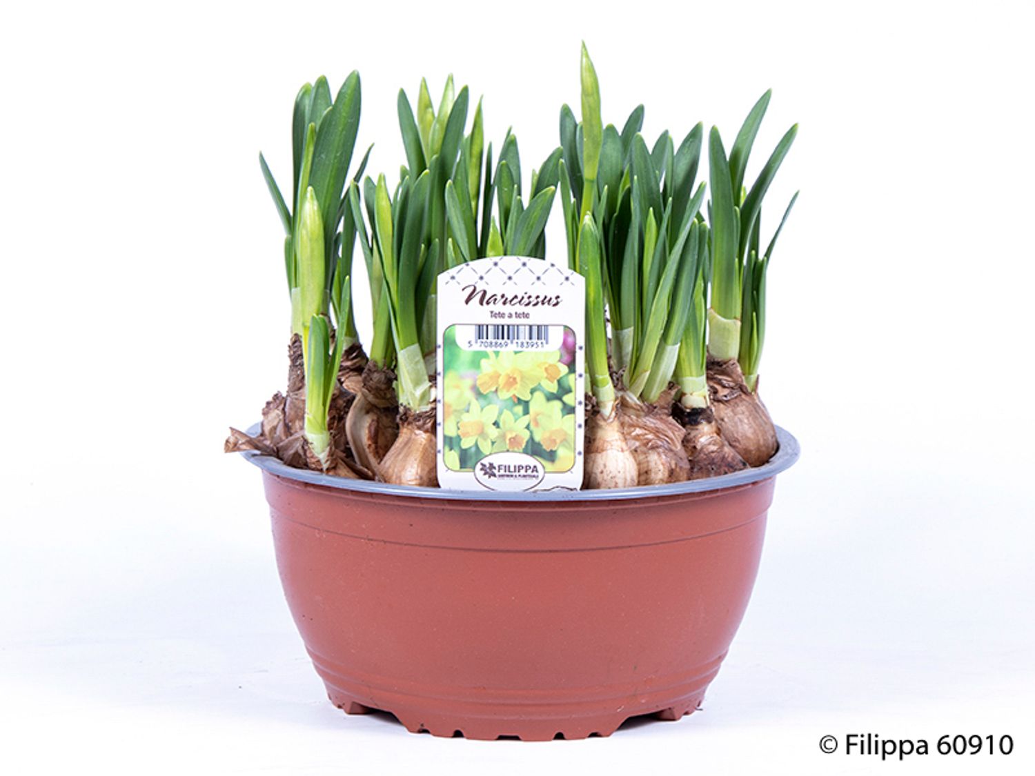 Narcissus 'Tête-à-Tête' — Plant Wholesale FlorAccess