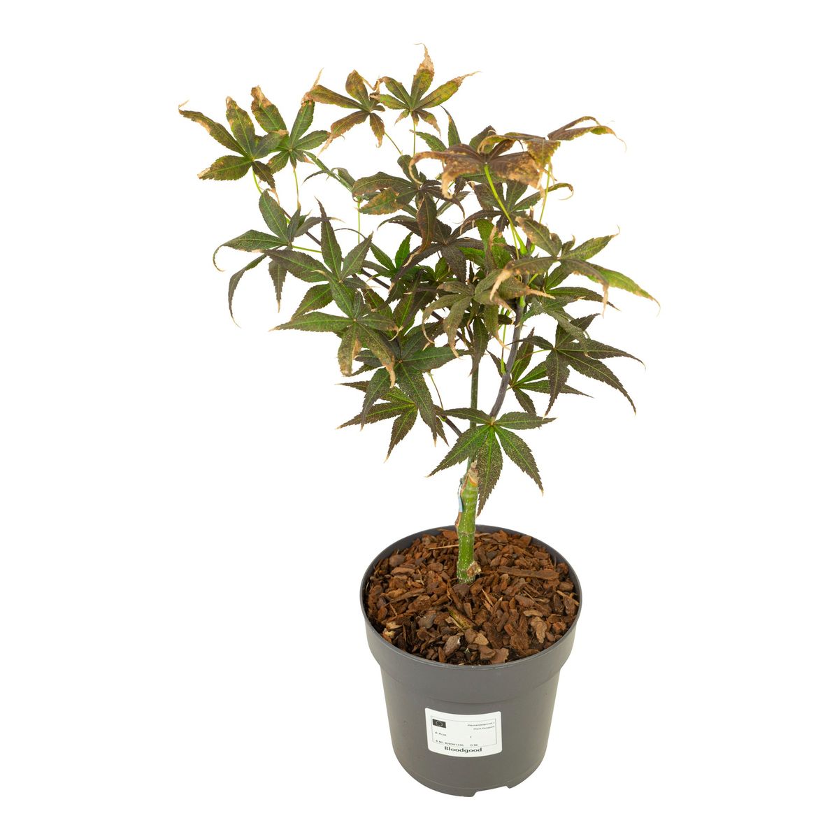 Acer palmatum 'Twombly’s Red Sentinel' — Plant Wholesale FlorAccess