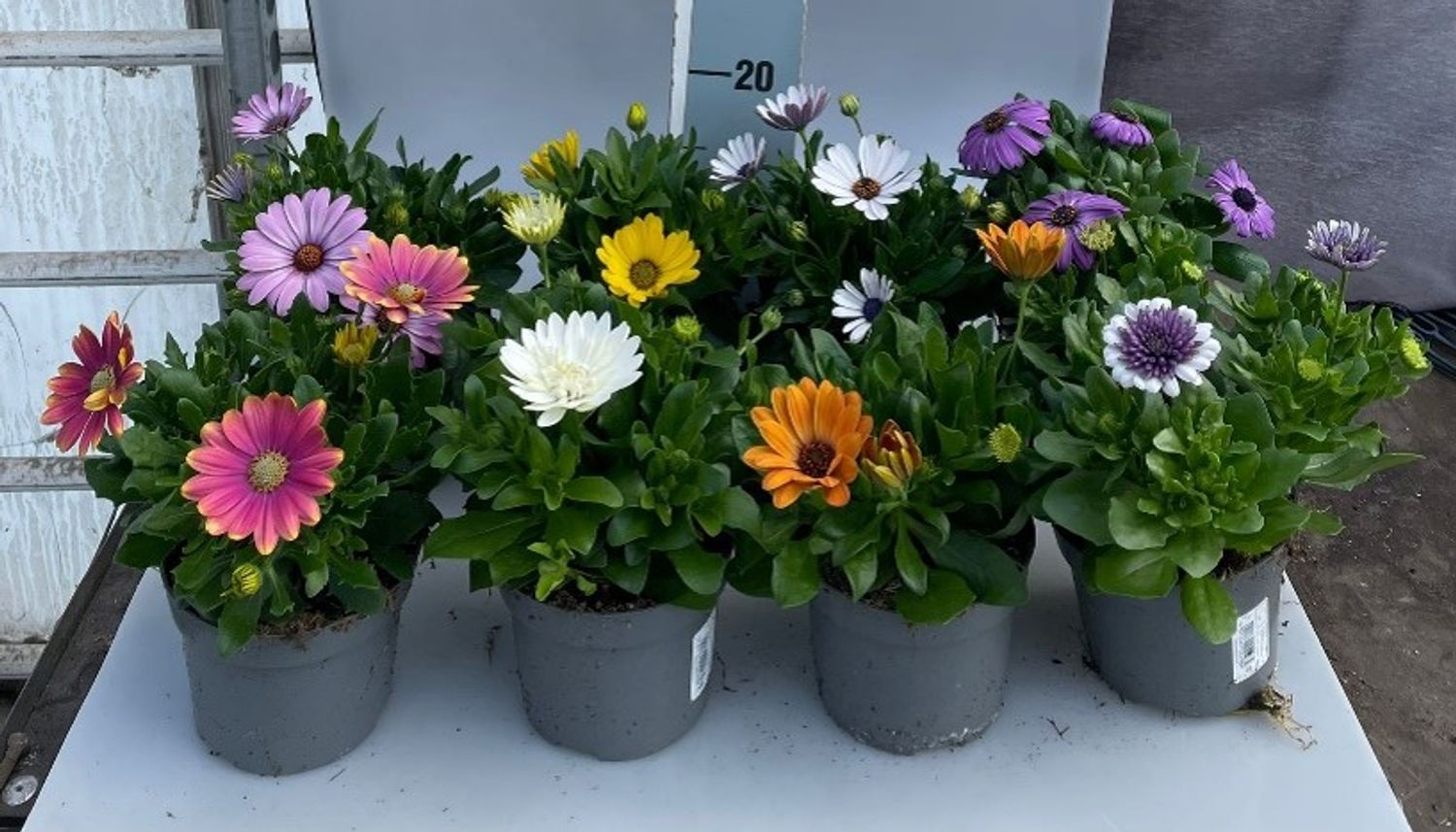 Osteospermum FLOWERPOWER MIX — Рослини оптом FlorAccess