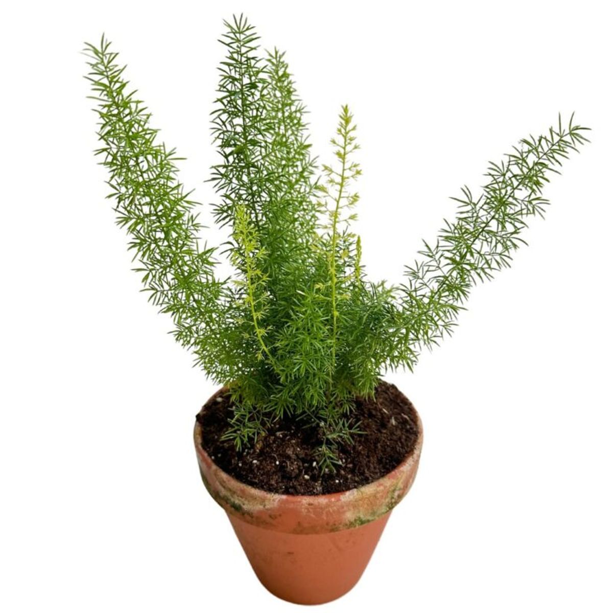 Asparagus densiflorus — Plant Wholesale FlorAccess