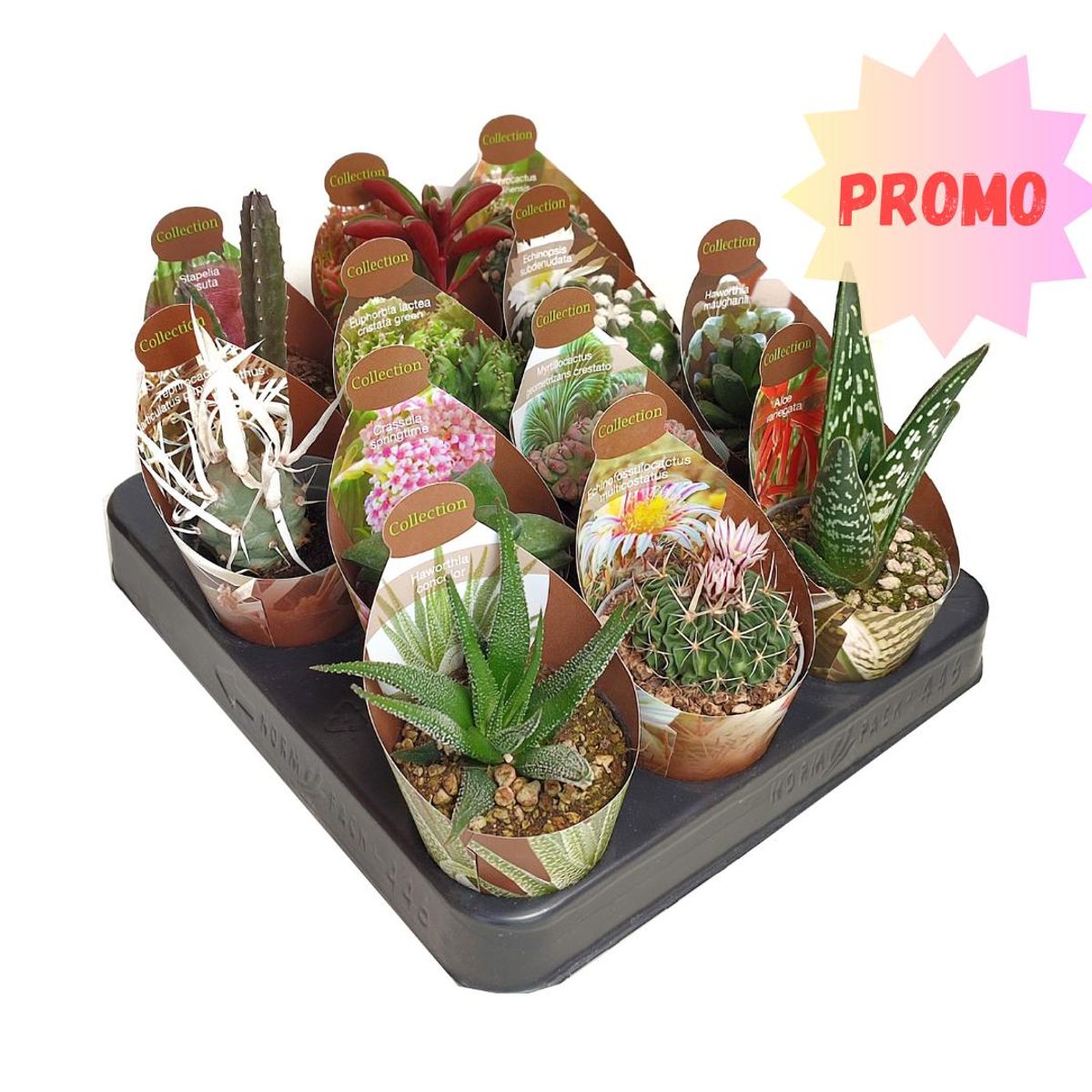 Cactus / Succulents MIX — Plant Wholesale FlorAccess