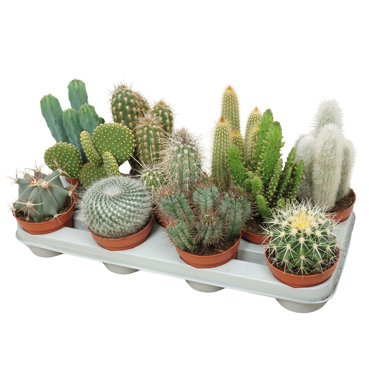 Cactus MIX — Plant Wholesale FlorAccess