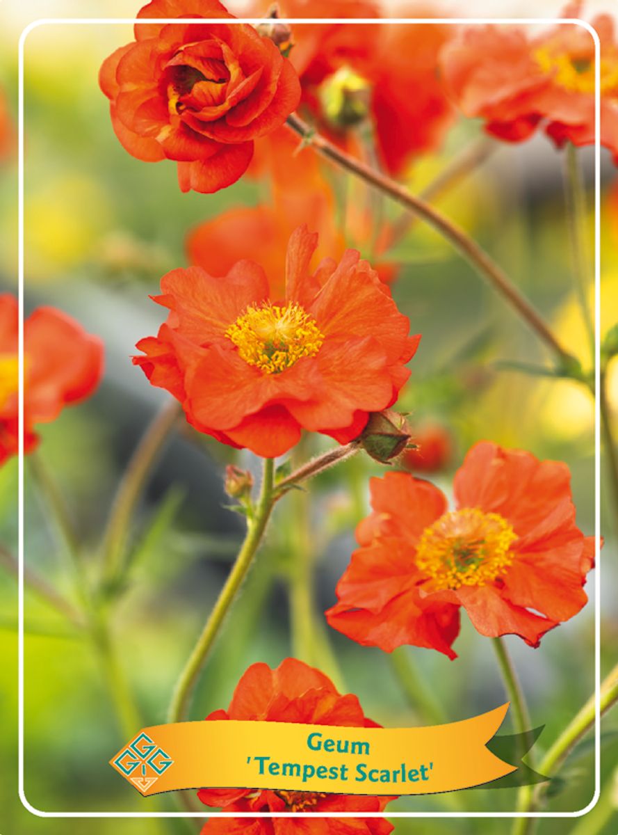 Geum 'Scarlet Tempest' — Plant Wholesale FlorAccess
