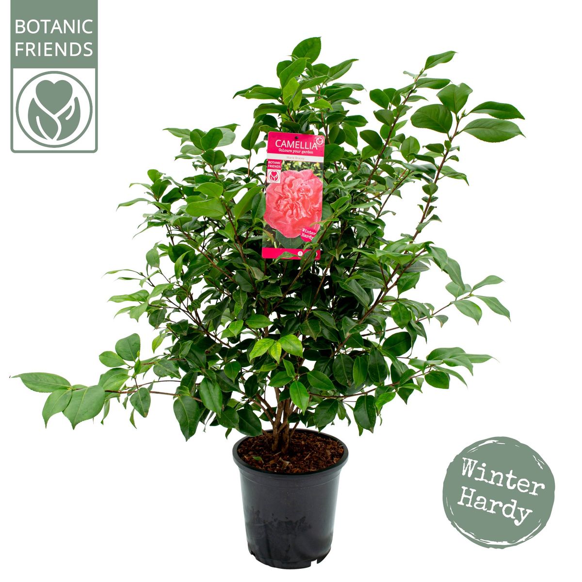 Camellia japonica 'Marie Bracey' — Рослини оптом FlorAccess