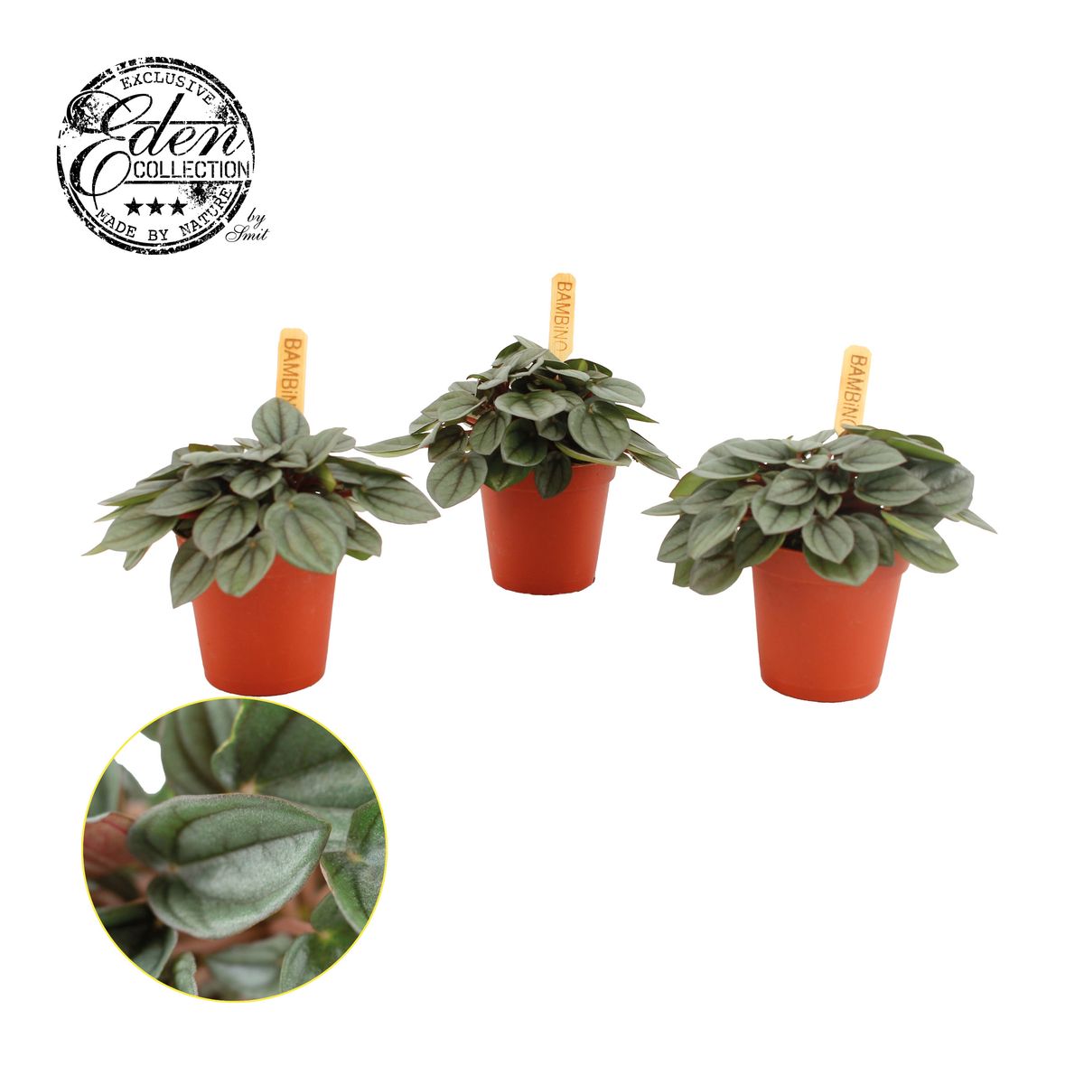 Peperomia 'Piccolo Banda' — Plant Wholesale FlorAccess