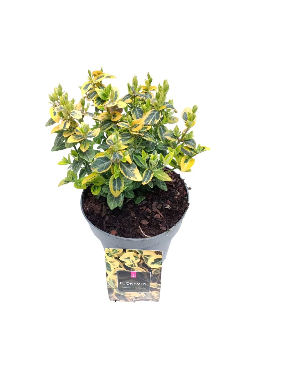Euonymus fortunei 'Emerald 'n' Gold' — Plant Wholesale FlorAccess