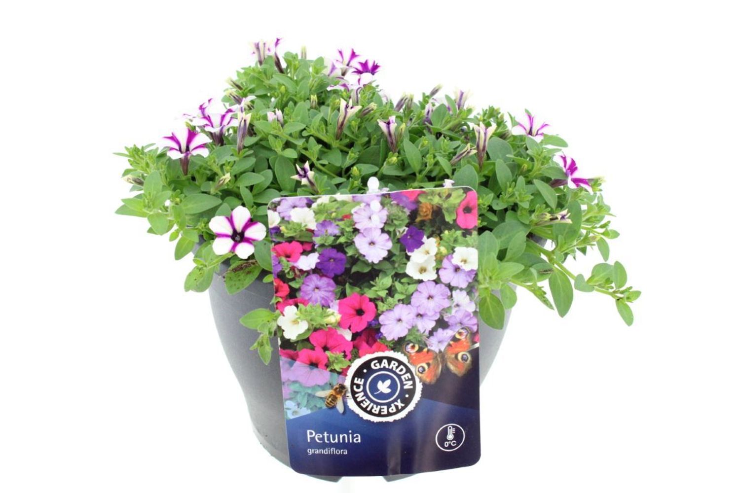Petunia SHORTCAKE BLUEBERRY — Plant Wholesale FlorAccess