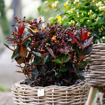 Hypericum MIRACLE NIGHT — Vendita all'ingrosso piante FlorAccess