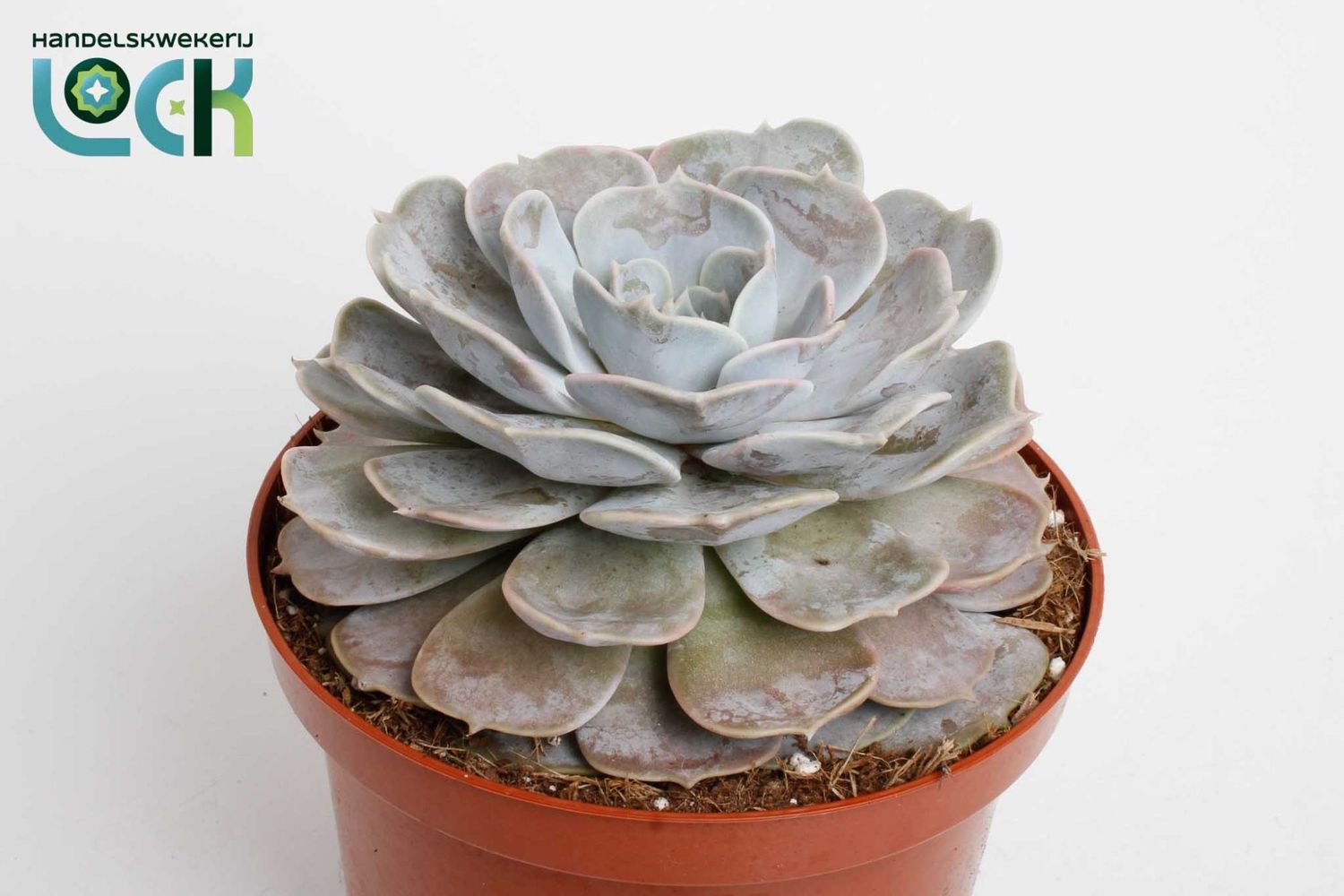 Echeveria runyonii — Plant Wholesale FlorAccess
